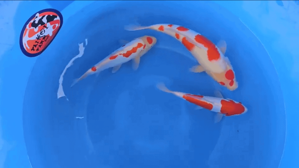 แนะนำปลาคาร์ฟโคฮากุ Kohaku Koi สำหรับผู้เริ่มต้นเลี้ยง
