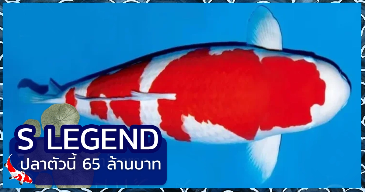 S Legend ปลาคาร์ฟสายพันธุ์ Kohaku ที่แพงที่สุดในโลก