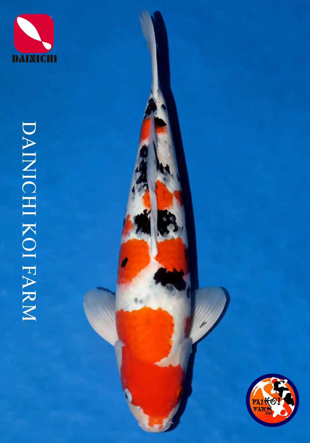 0025-Sanke-Dainichi Koi Farm - ไป่โค่ยฟาร์ม