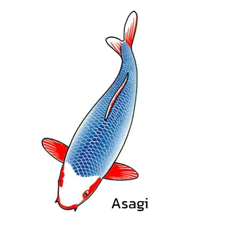 Hatsukaze From Taimanin Asagi Battle Arena