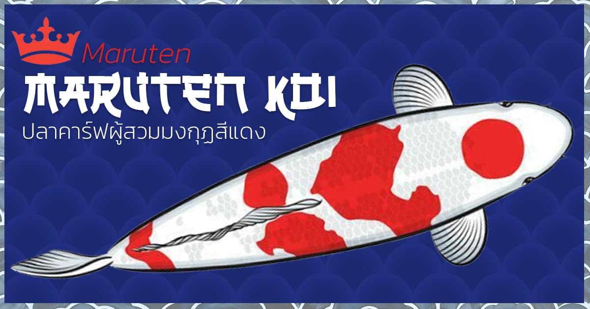 Maruten Koi ปลาคาร์ฟผู้มาพร้อมมงกุฏสีแดง