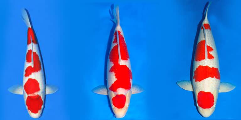 Maruten Koi ปลาคาร์ฟผู้มาพร้อมมงกุฏสีแดง