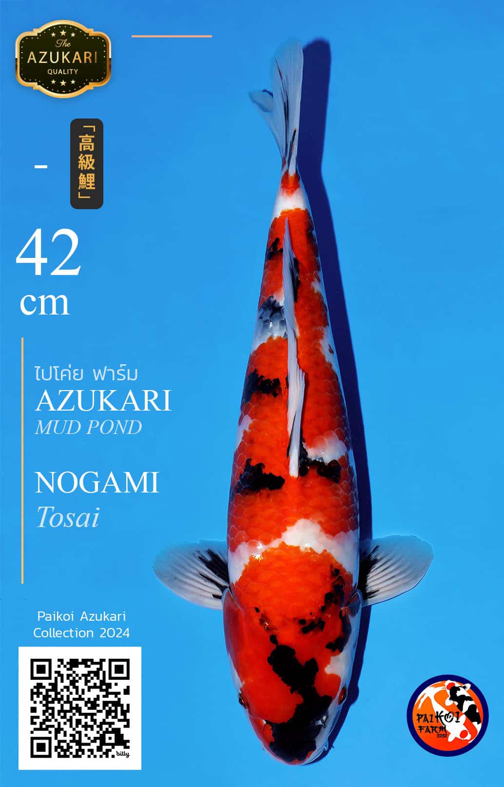 azu-0024-Nogami Koi Farm-42-Unknow - ไป่โค่ยฟาร์ม