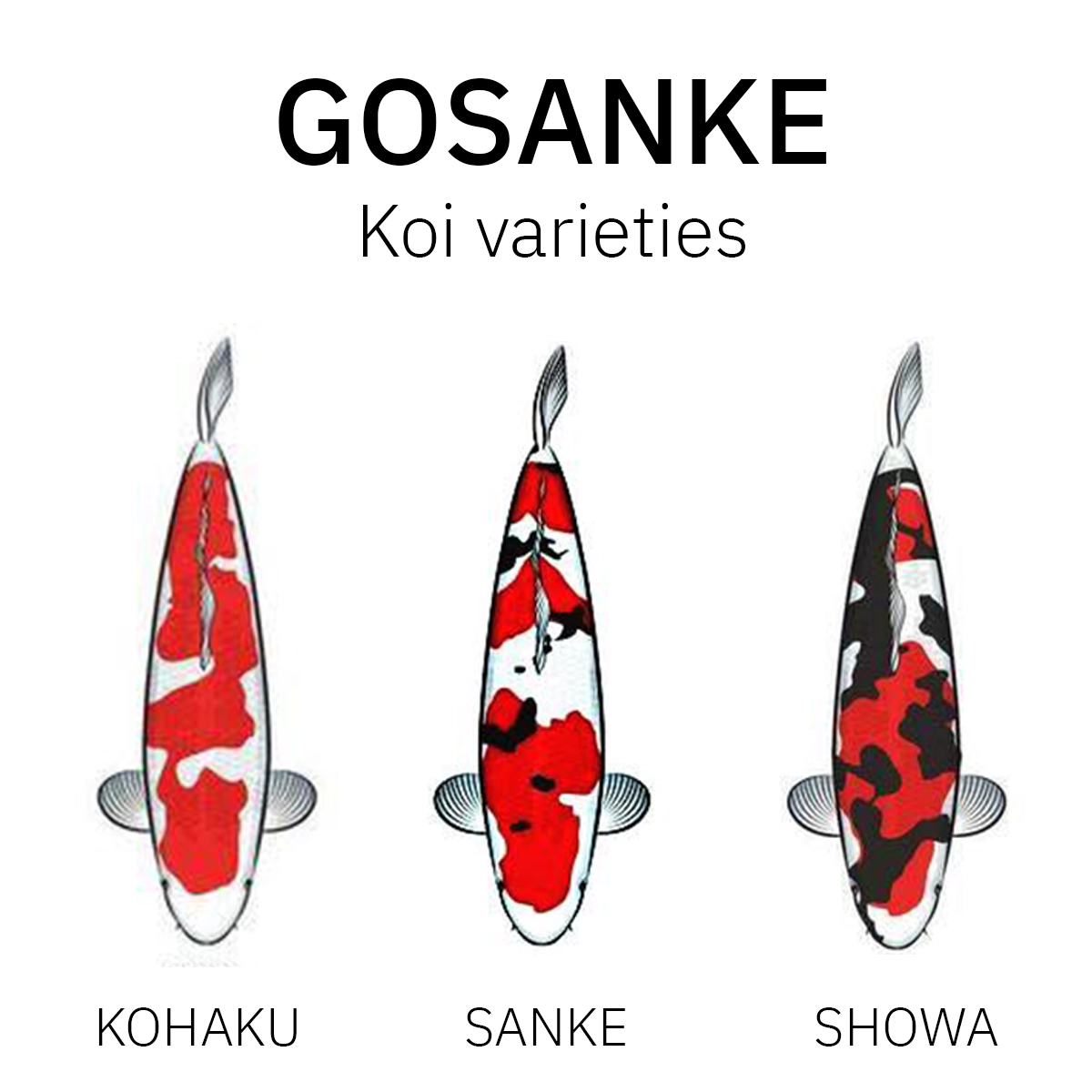 Gosanke Koi รู้จัก "สามราชา" แห่งโลกปลาคาร์ฟ