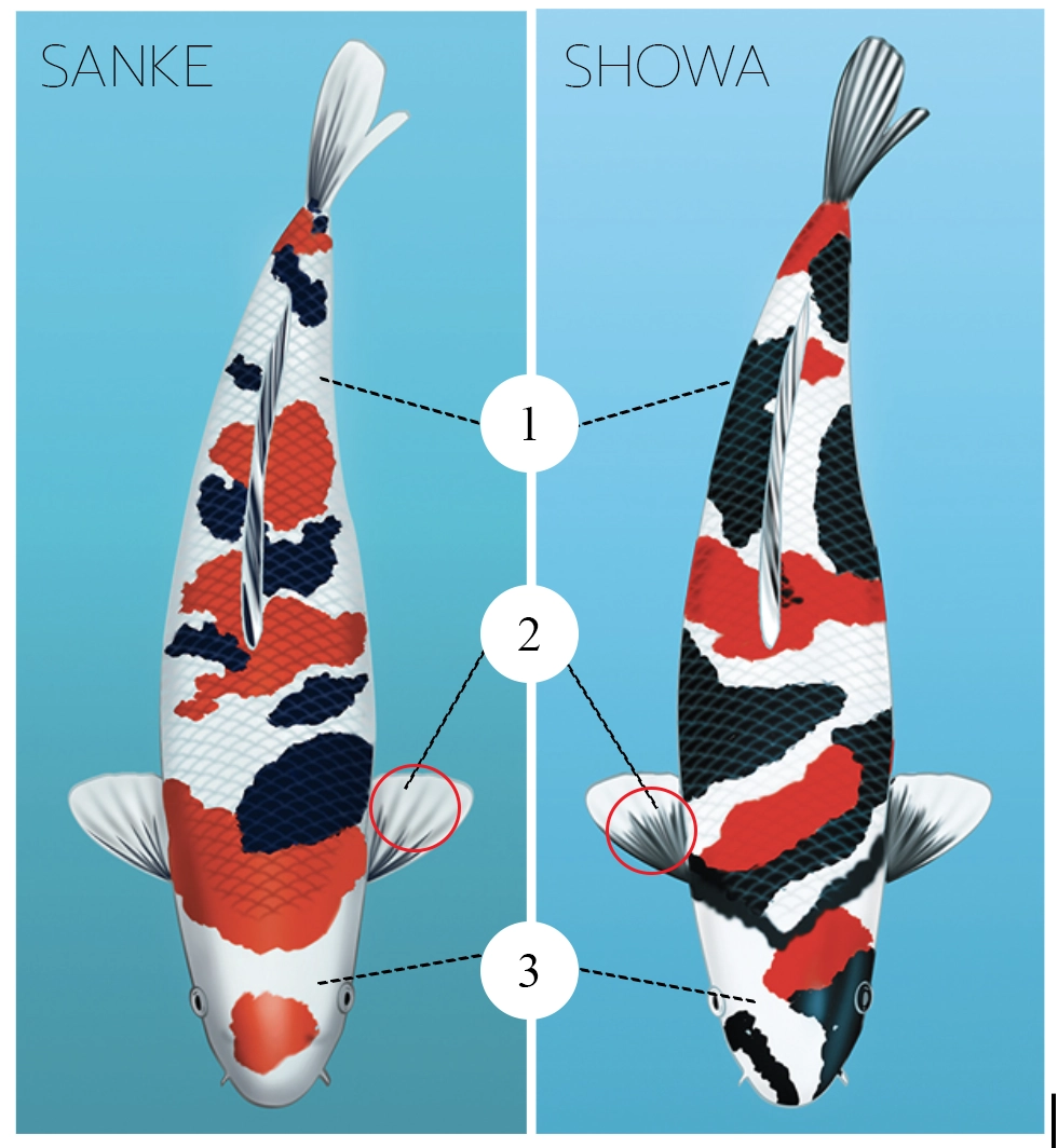 Showa vs. Sanke: เทคนิคแยกปลาคาร์ฟ 3 สี จบทุกข้อสงสัยใน 3 จุด
