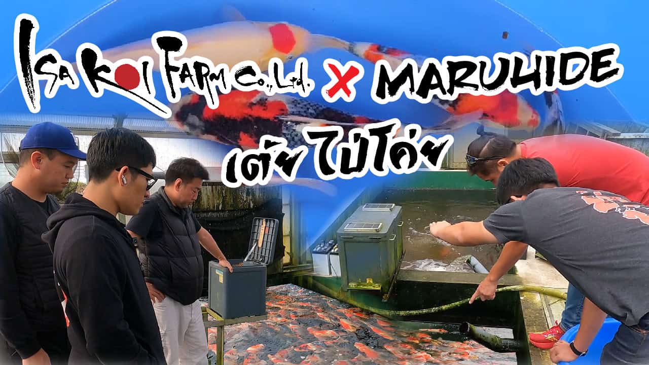 Maruten Koi ปลาคาร์ฟ ‘มงกุฎแดง’ ความเรียบง่ายอันสมบูรณ์แบบ